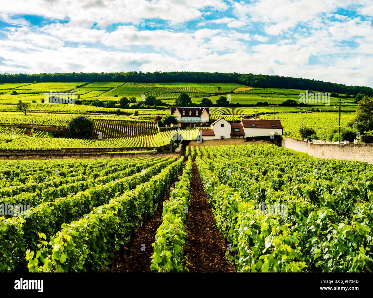 Stunning vineyards growing in a lush hilly landscape, Burgundy, France ...