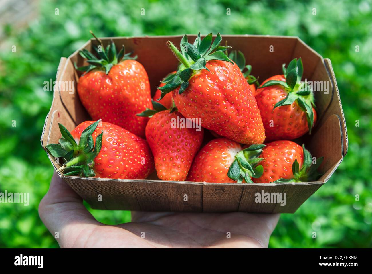 Farmer holding freshly picked strawberries hi-res stock photography and ...