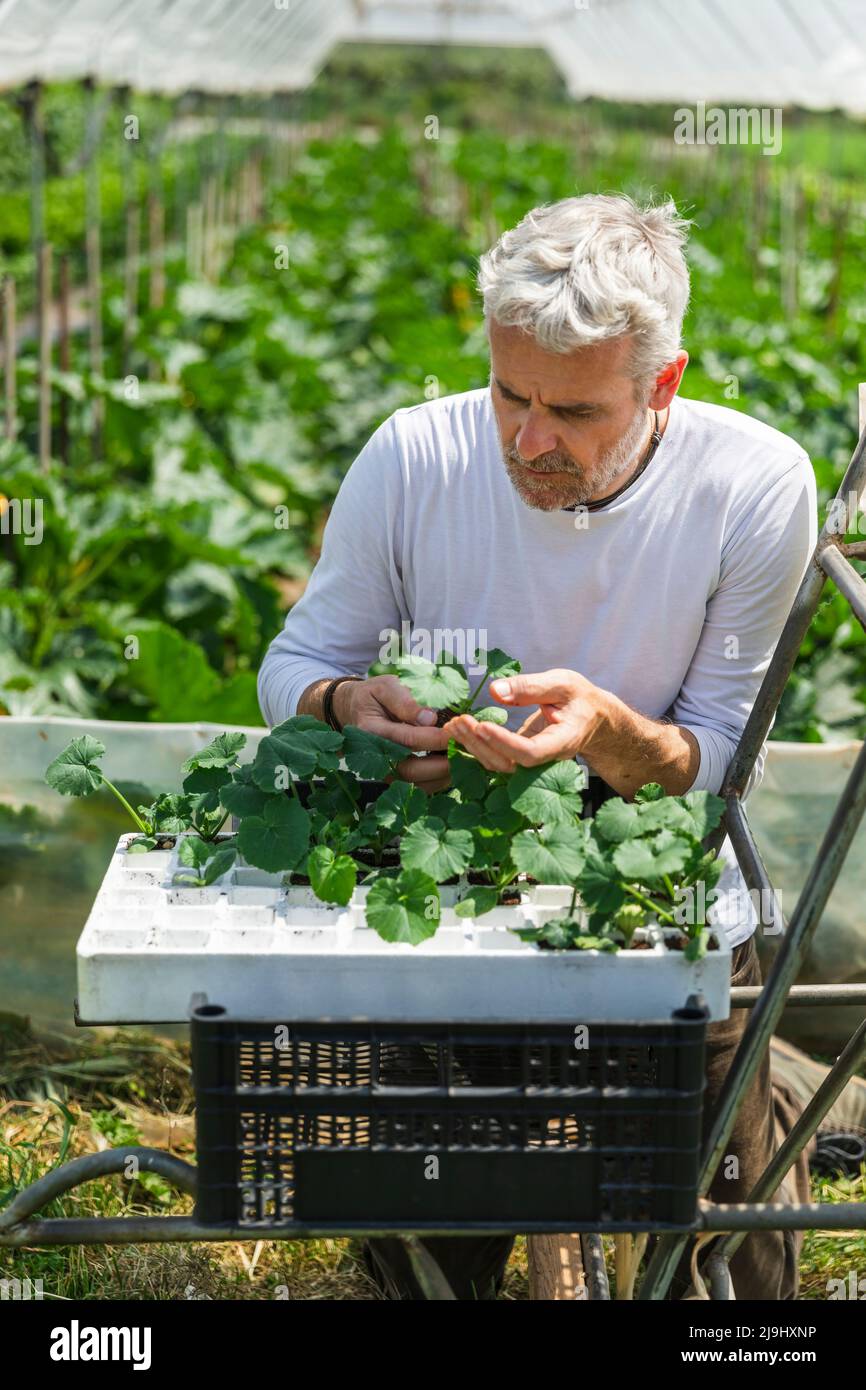 Farmer man seedling zucchini plant hi-res stock photography and images ...