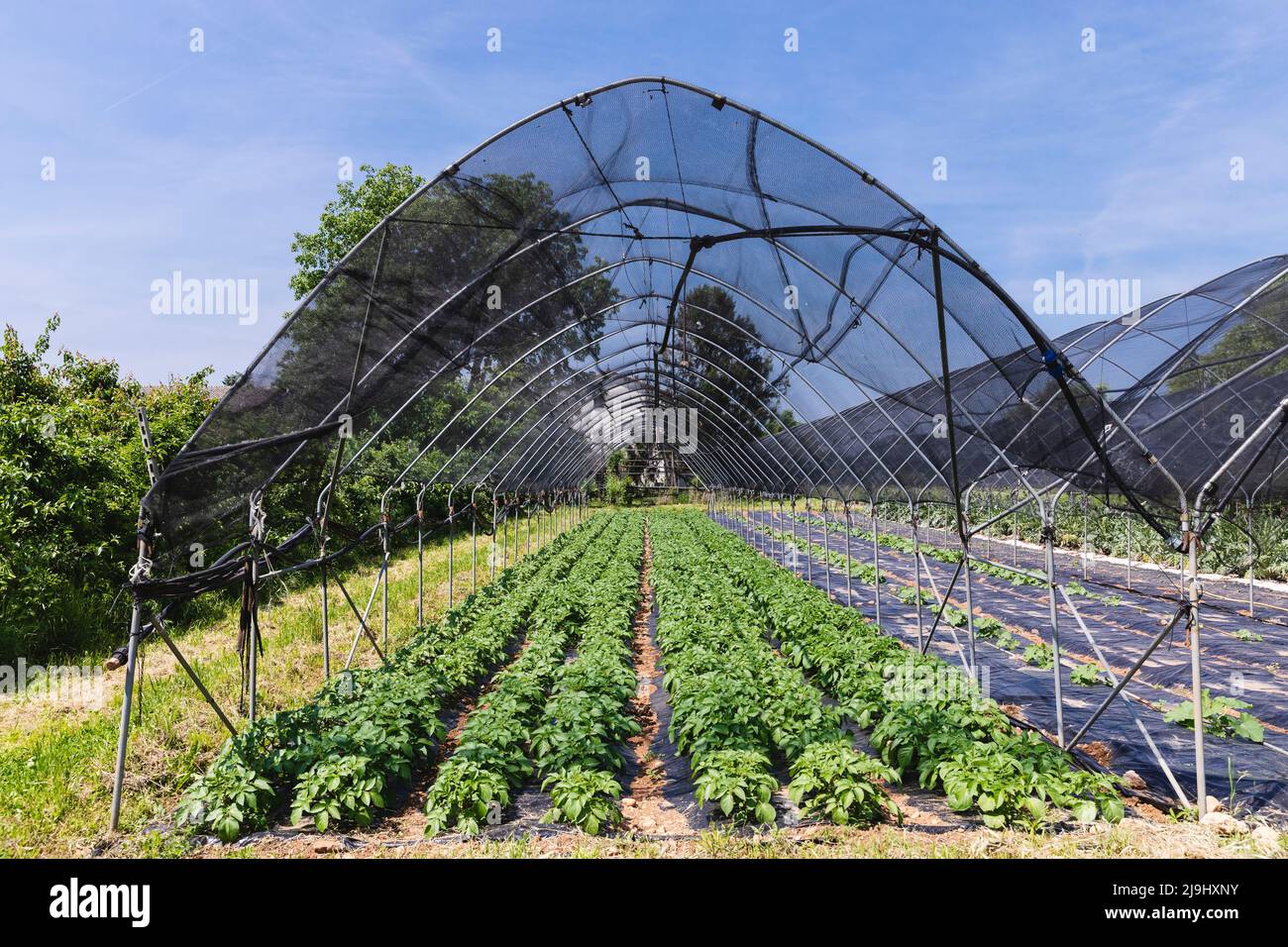 Net greenhouse hi-res stock photography and images - Alamy