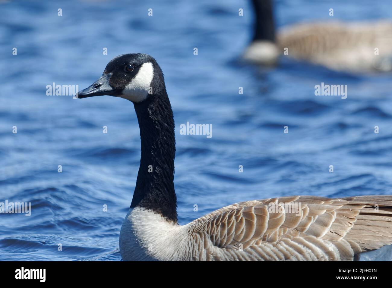 Habitat of wild goose hi-res stock photography and images - Alamy