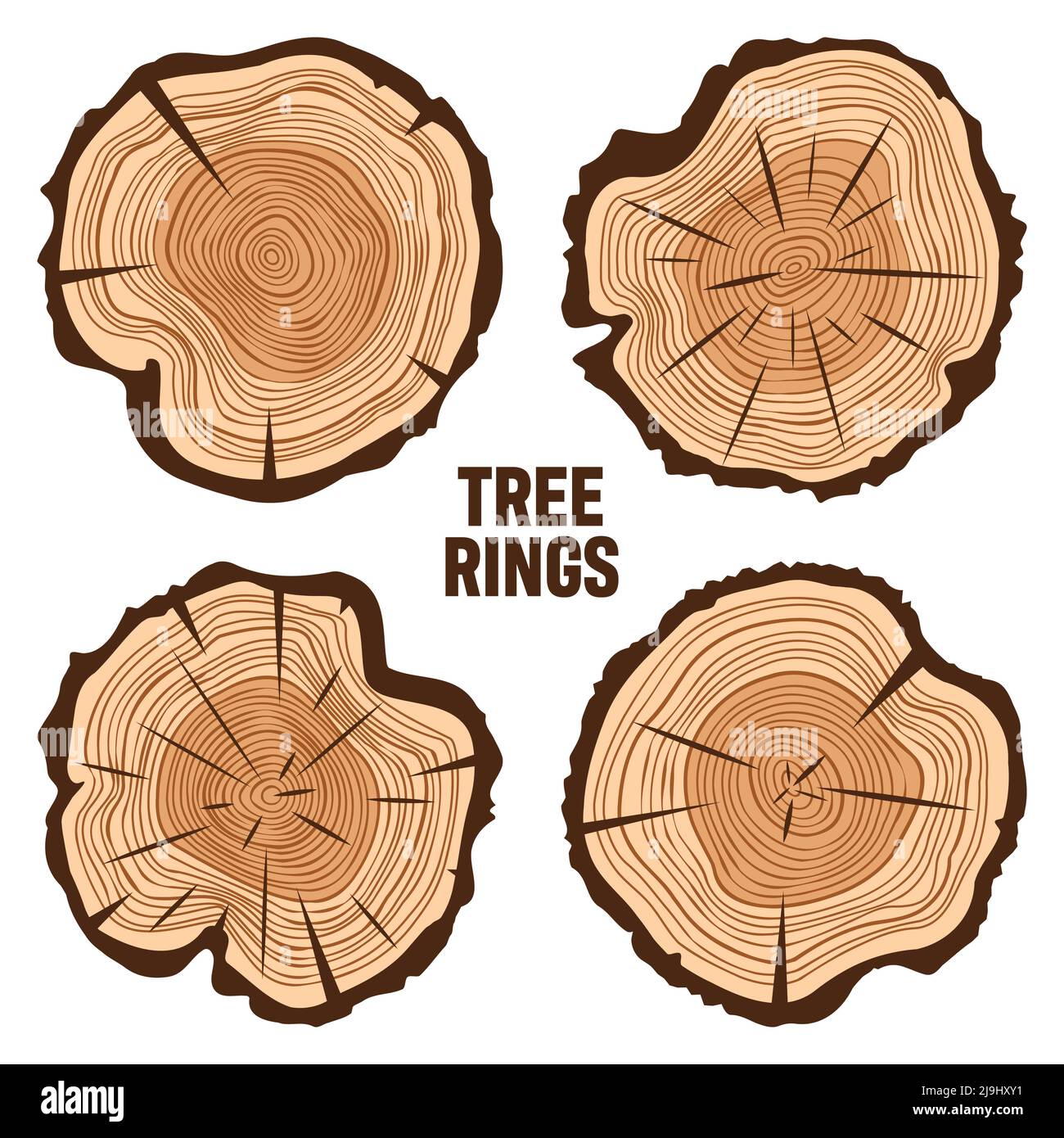 Round tree trunk cuts with cracks, sawn pine or oak slices, lumber. Saw ...