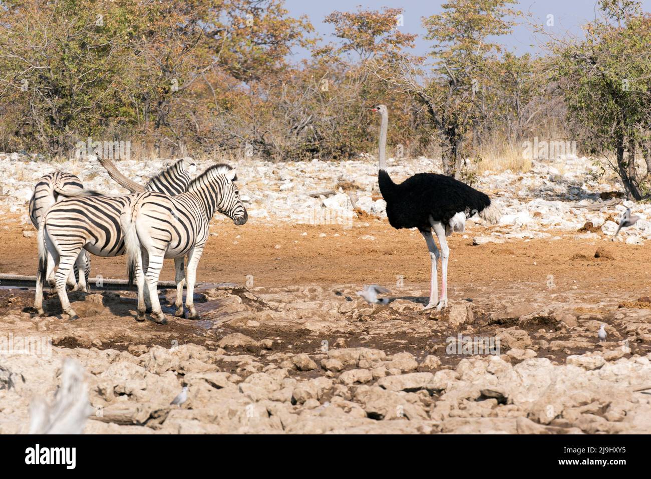 View of ostrich and zebra in Namibia Stock Photo - Alamy