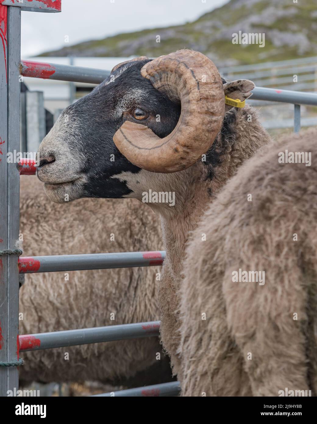Pedigree Cheviot Ram with horns in Enclosure Stock Photo - Alamy