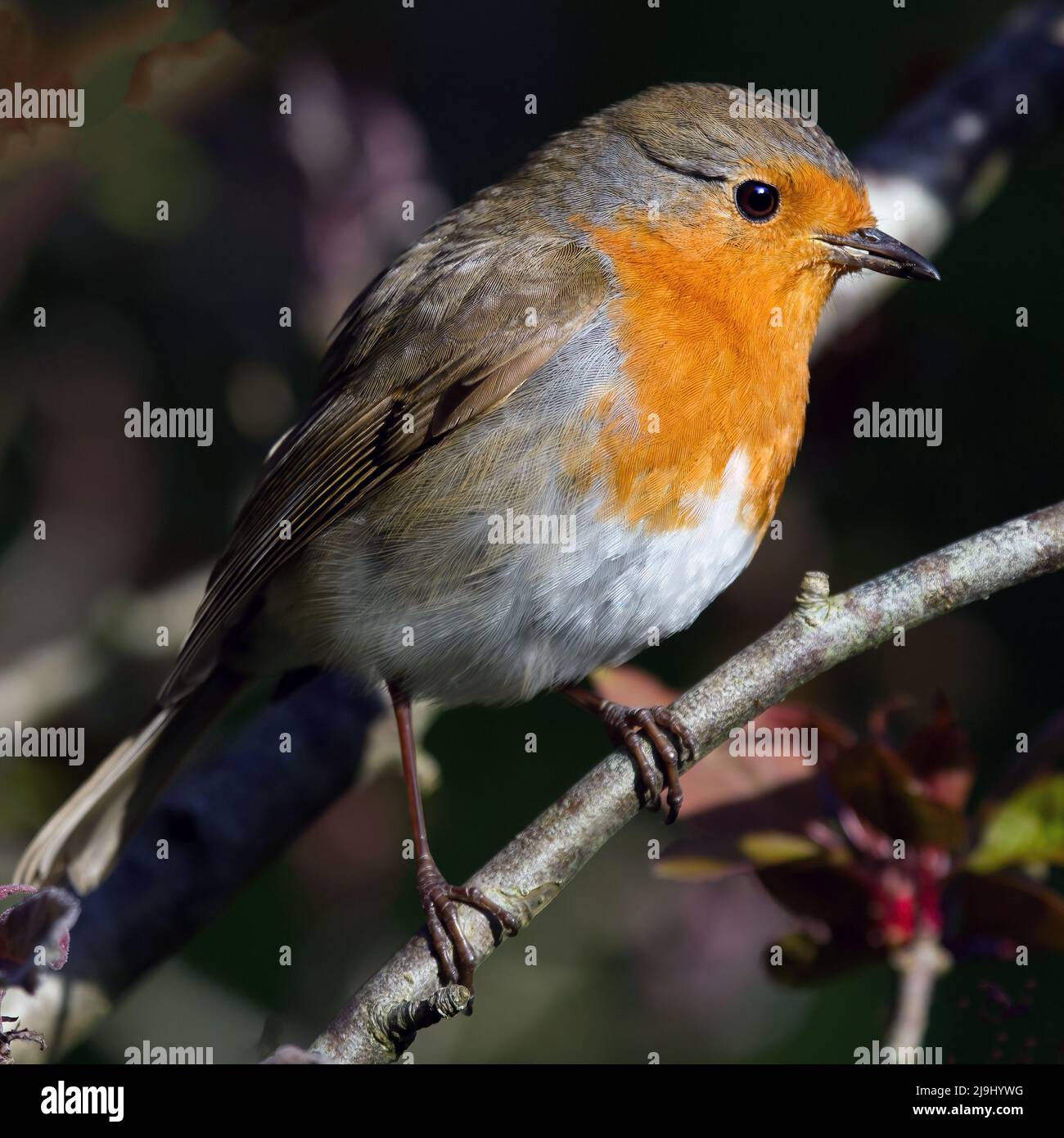 Scottish robin hi-res stock photography and images - Alamy