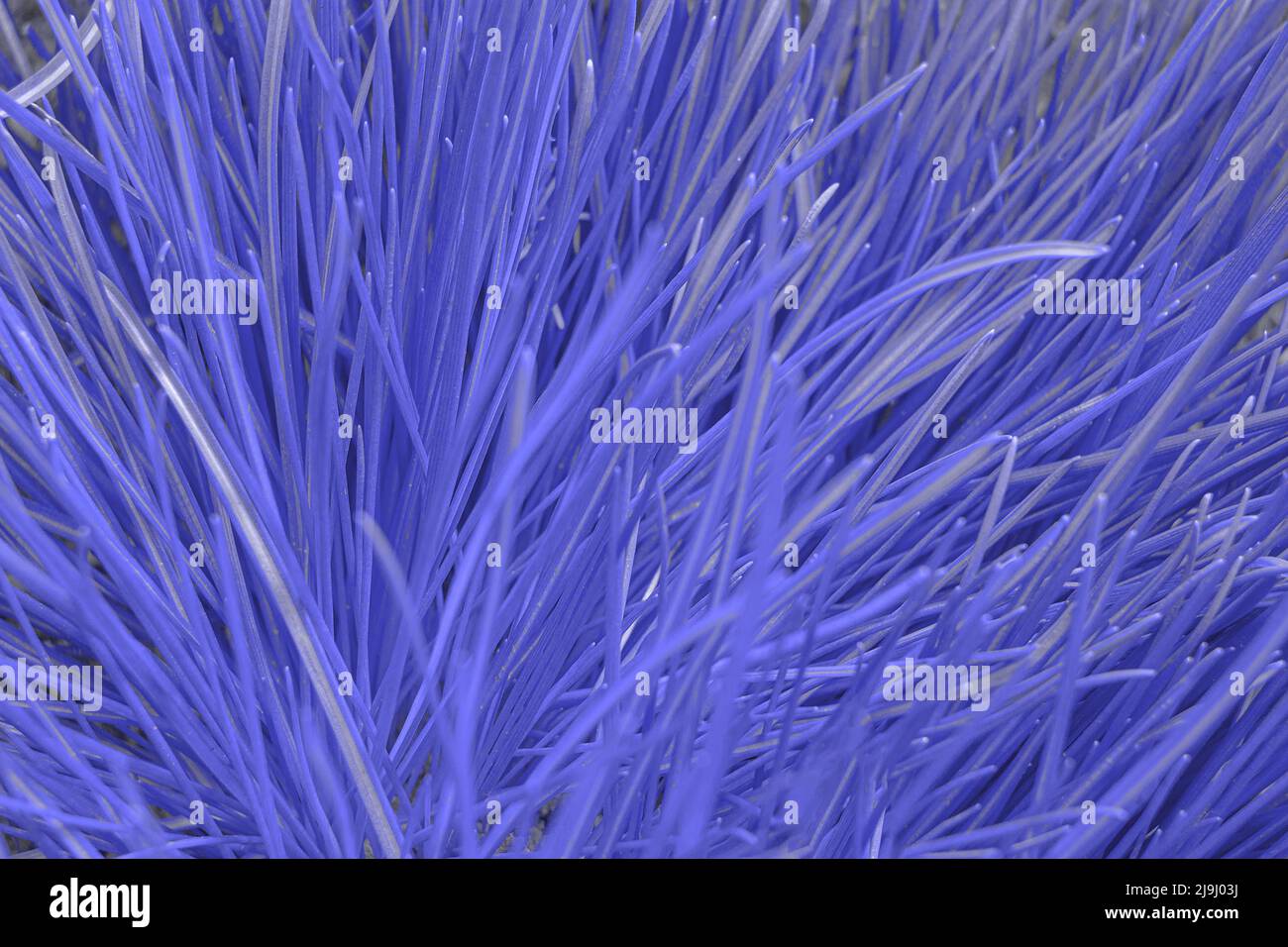 A clump of grass similar to an onion in a garden. A picture tinted in ...