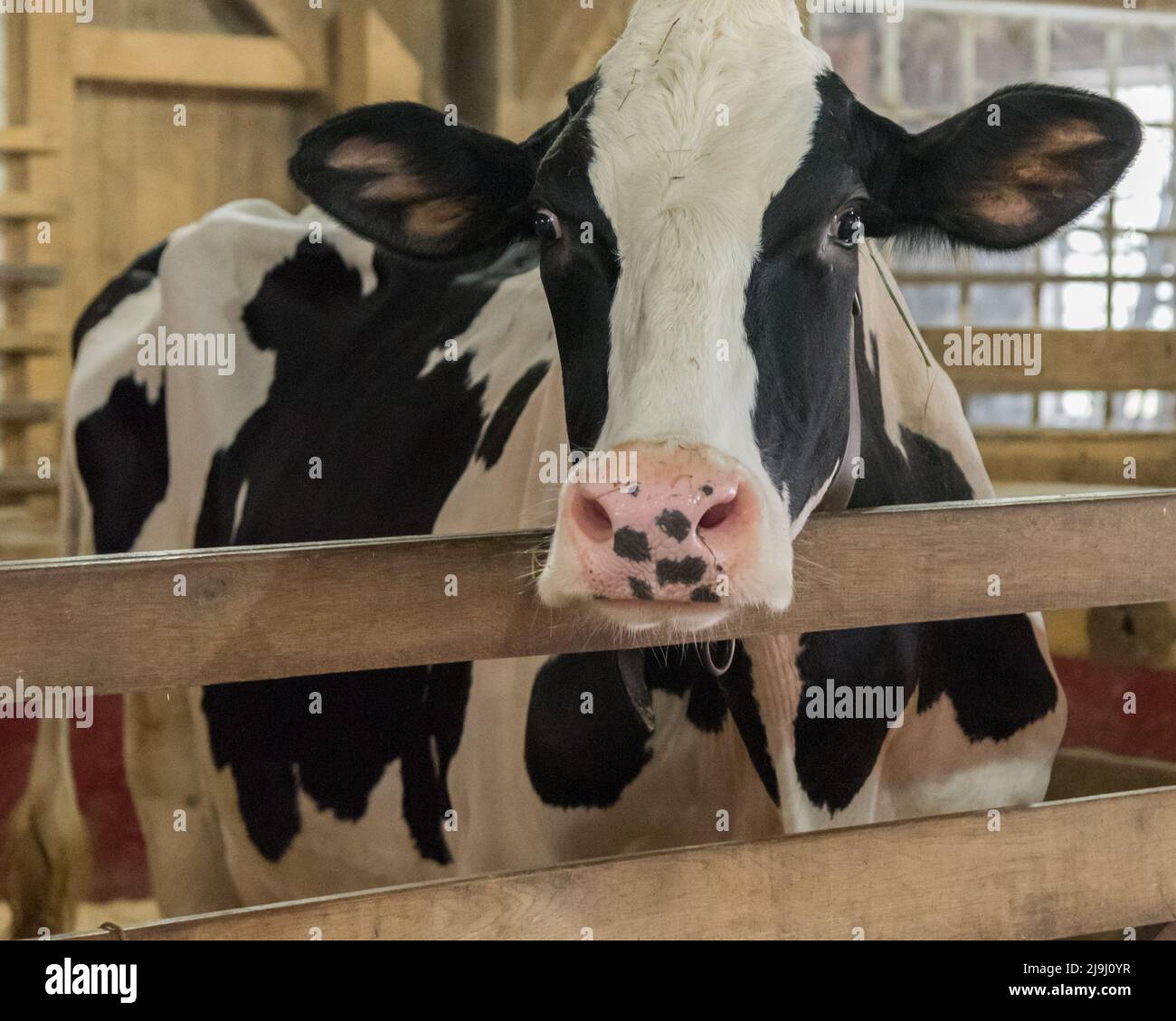 Holstein cow hi-res stock photography and images - Alamy