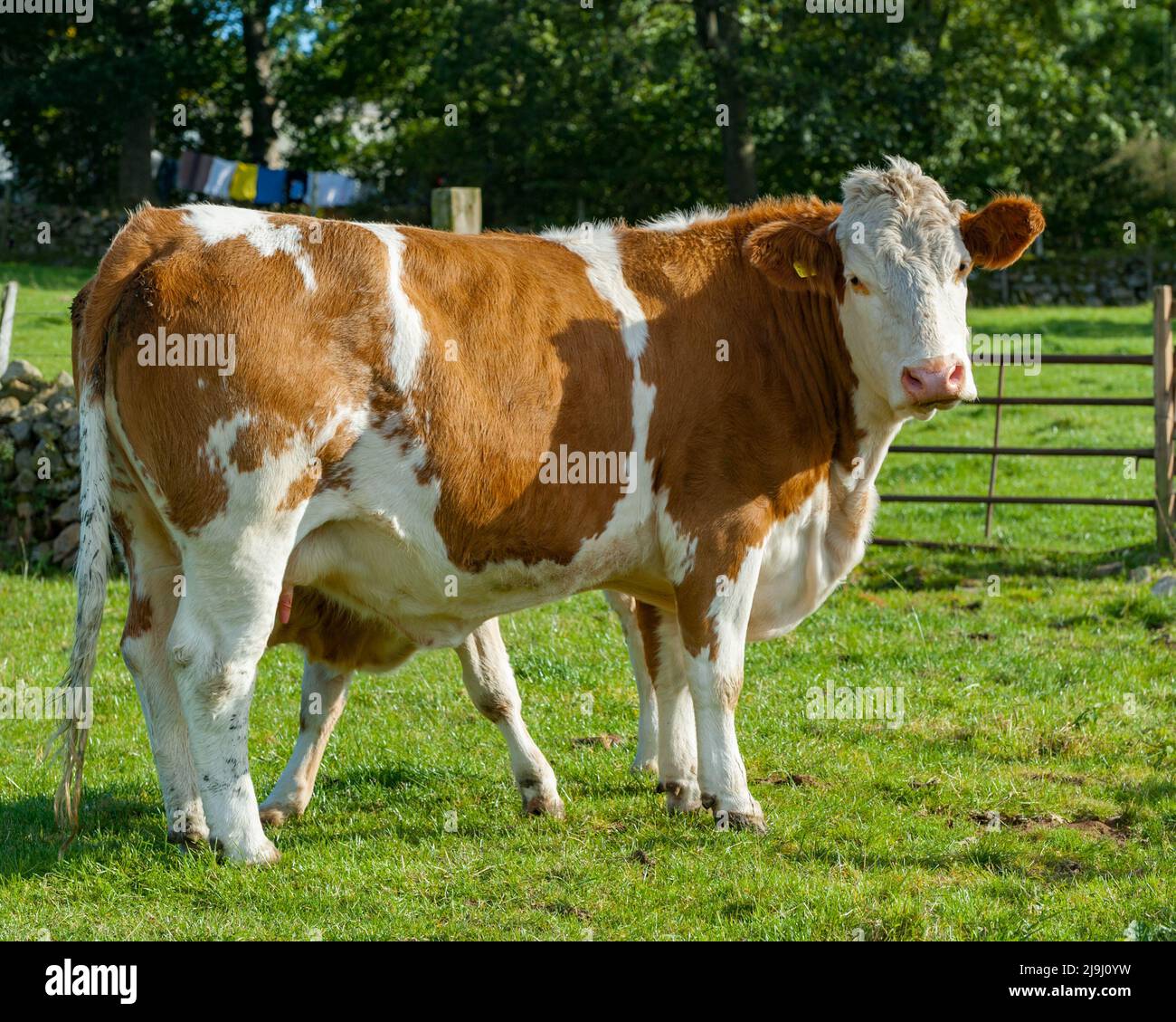 Mother cow with large calf standing behind Stock Photo - Alamy