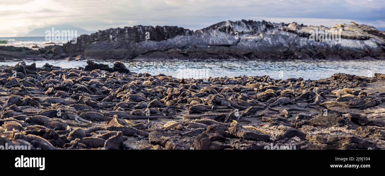 Multiple iguana hi-res stock photography and images - Alamy