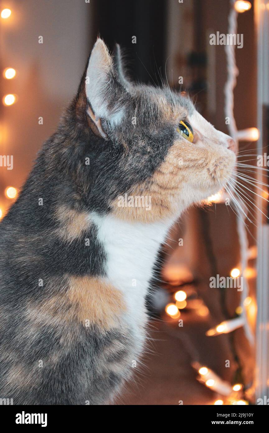 Cute calico cat staring outside window from indoors Stock Photo - Alamy