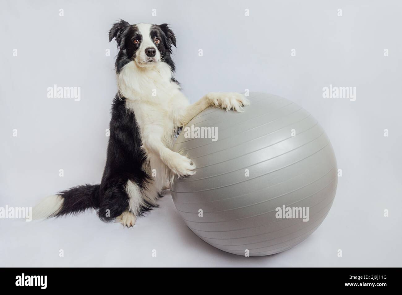 Funny cute puppy dog border collie practicing yoga lesson with exercise ...
