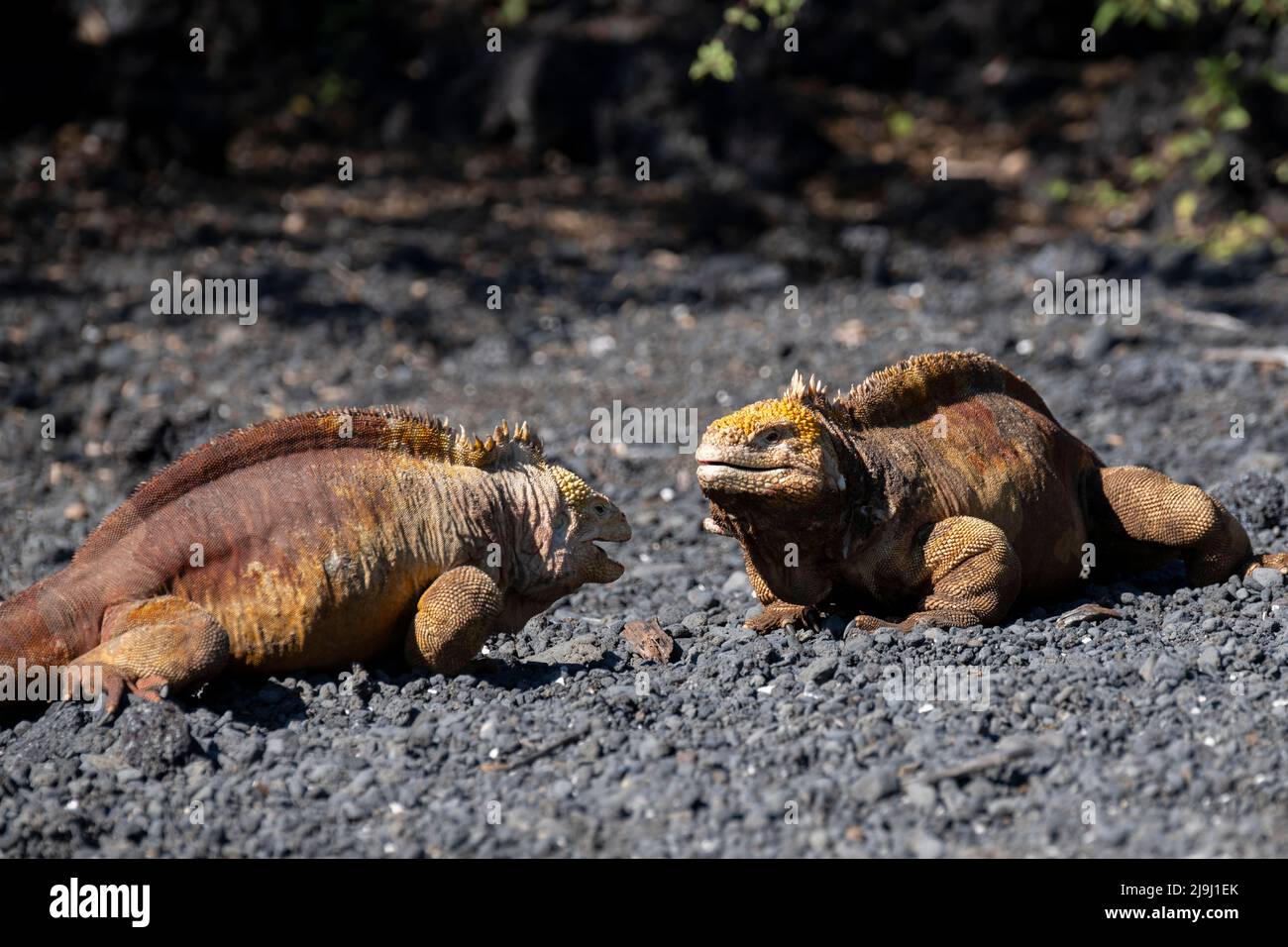 Ecuador, Galapagos, Isabela Island, Urbina Bay. Two male Galapagos land ...