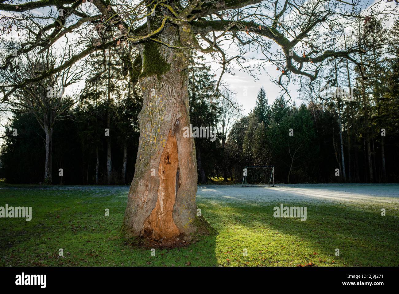 Orissaare oak is a 150-year-old oak that stands in the middle of a ...