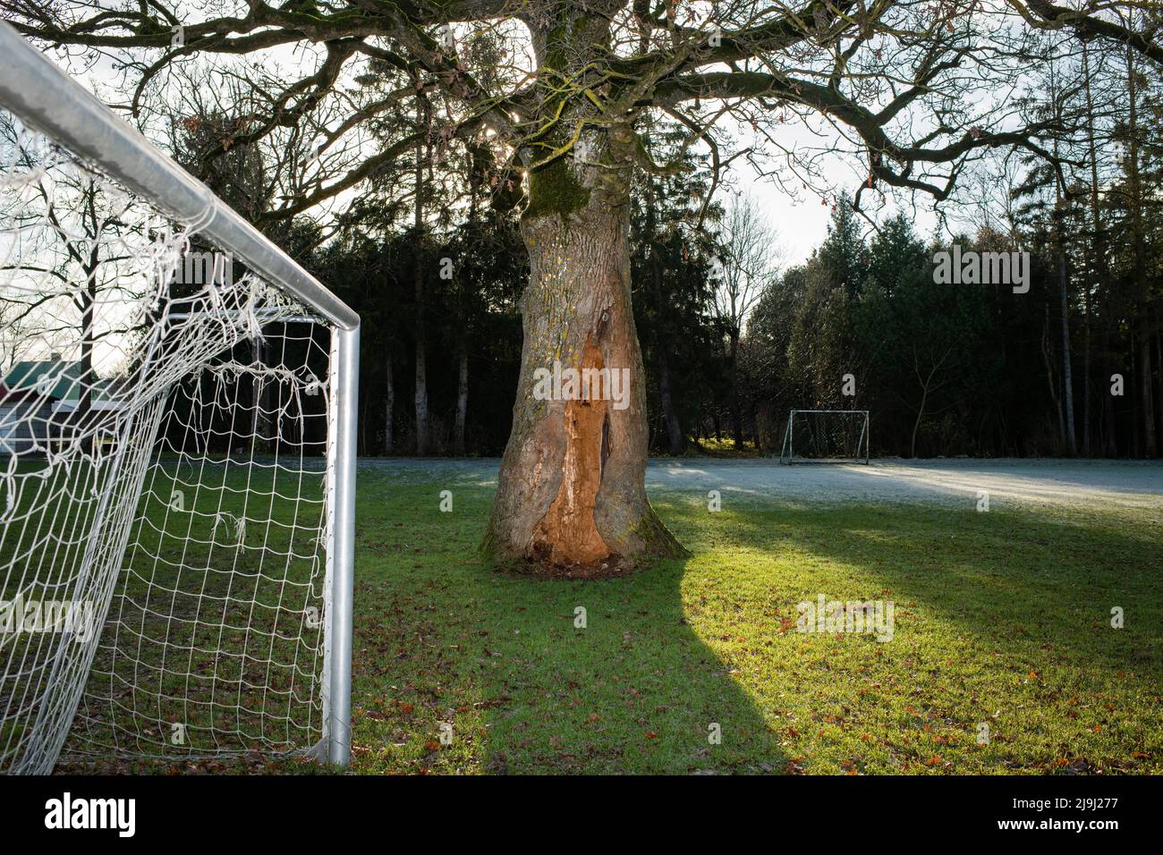 Orissaare oak is a 150-year-old oak that stands in the middle of a ...