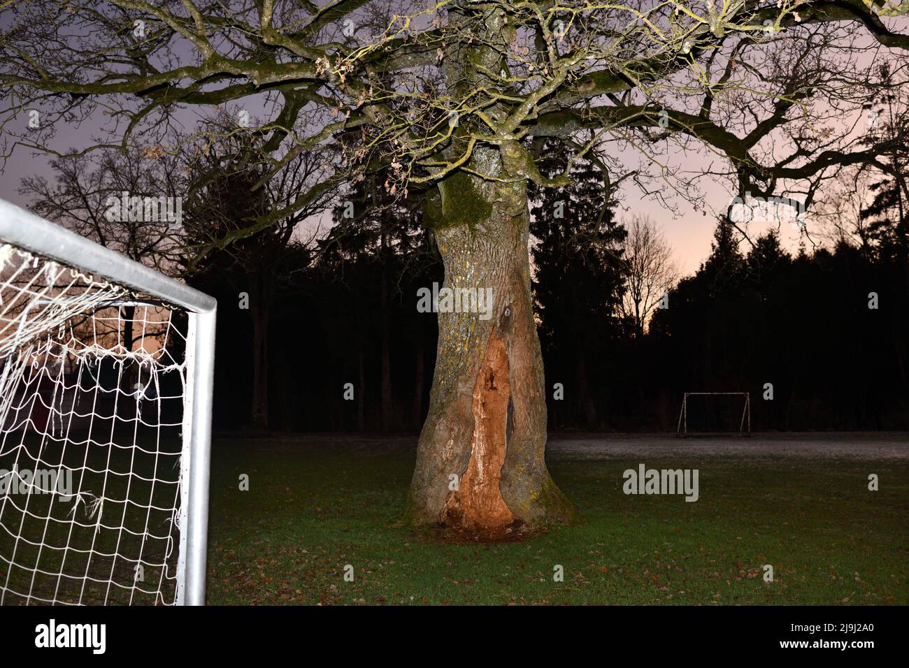 Orissaare oak is a 150-year-old oak that stands in the middle of a ...