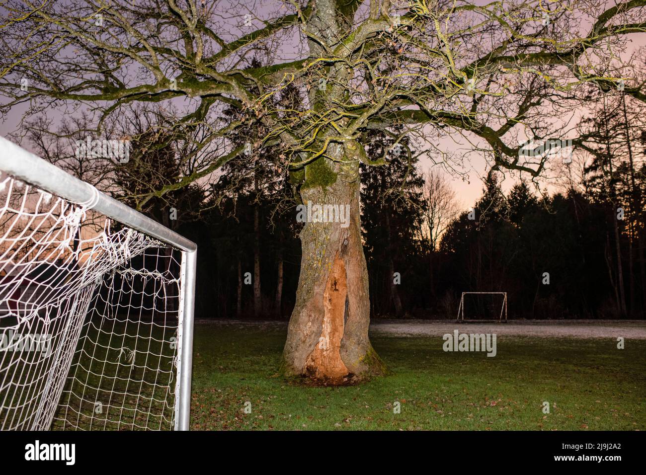 Orissaare oak is a 150-year-old oak that stands in the middle of a ...