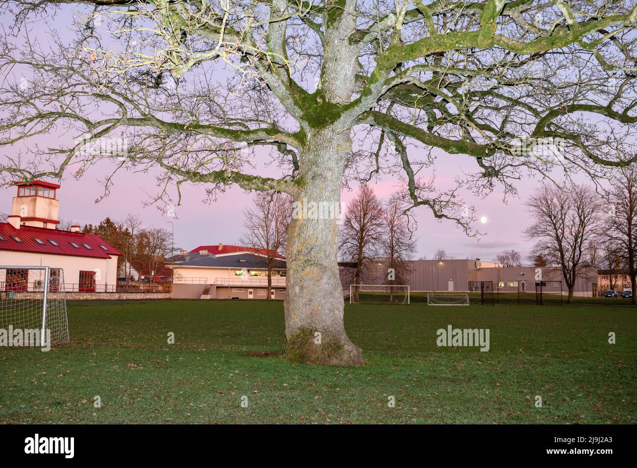 Orissaare oak is a 150-year-old oak that stands in the middle of a ...