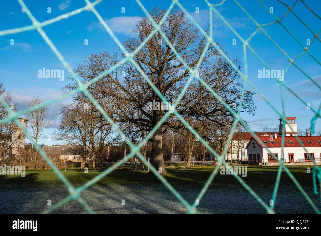 Orissaare oak is a 150-year-old oak that stands in the middle of a ...