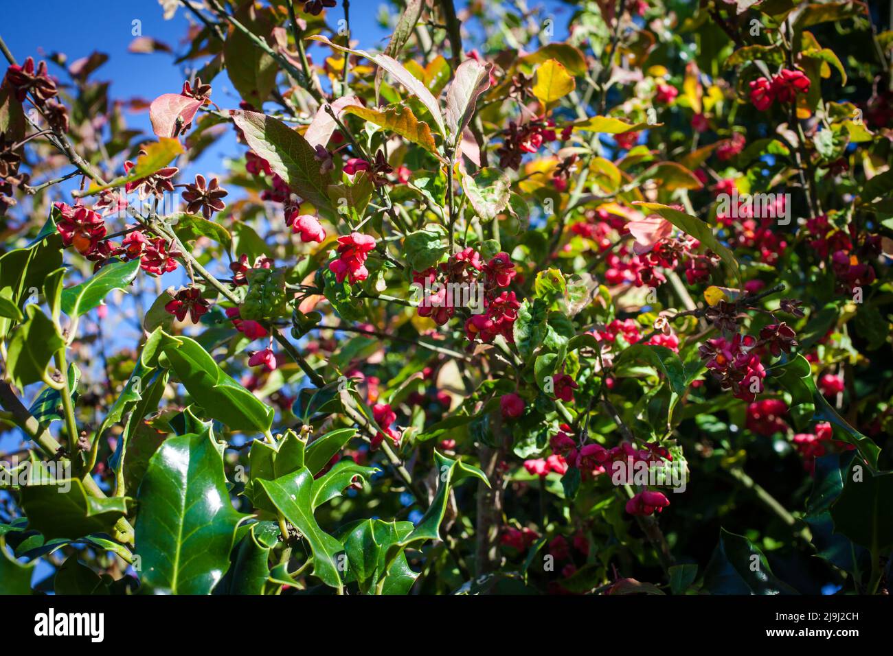 A Look at Life in New Zealand :Spindle Tree (Euonymus europaeus) with ...