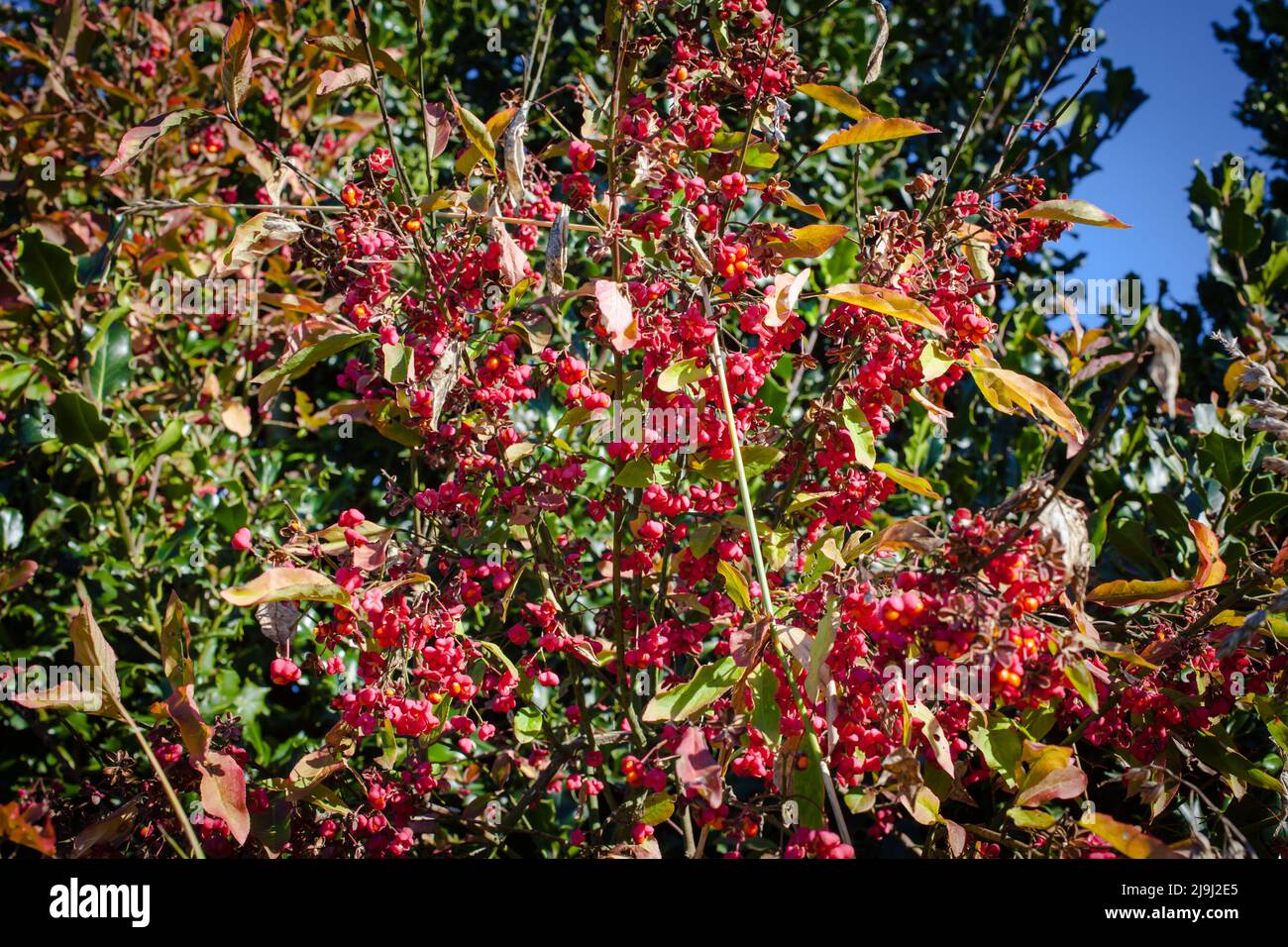 A Look at Life in New Zealand :Spindle Tree (Euonymus europaeus) with ...
