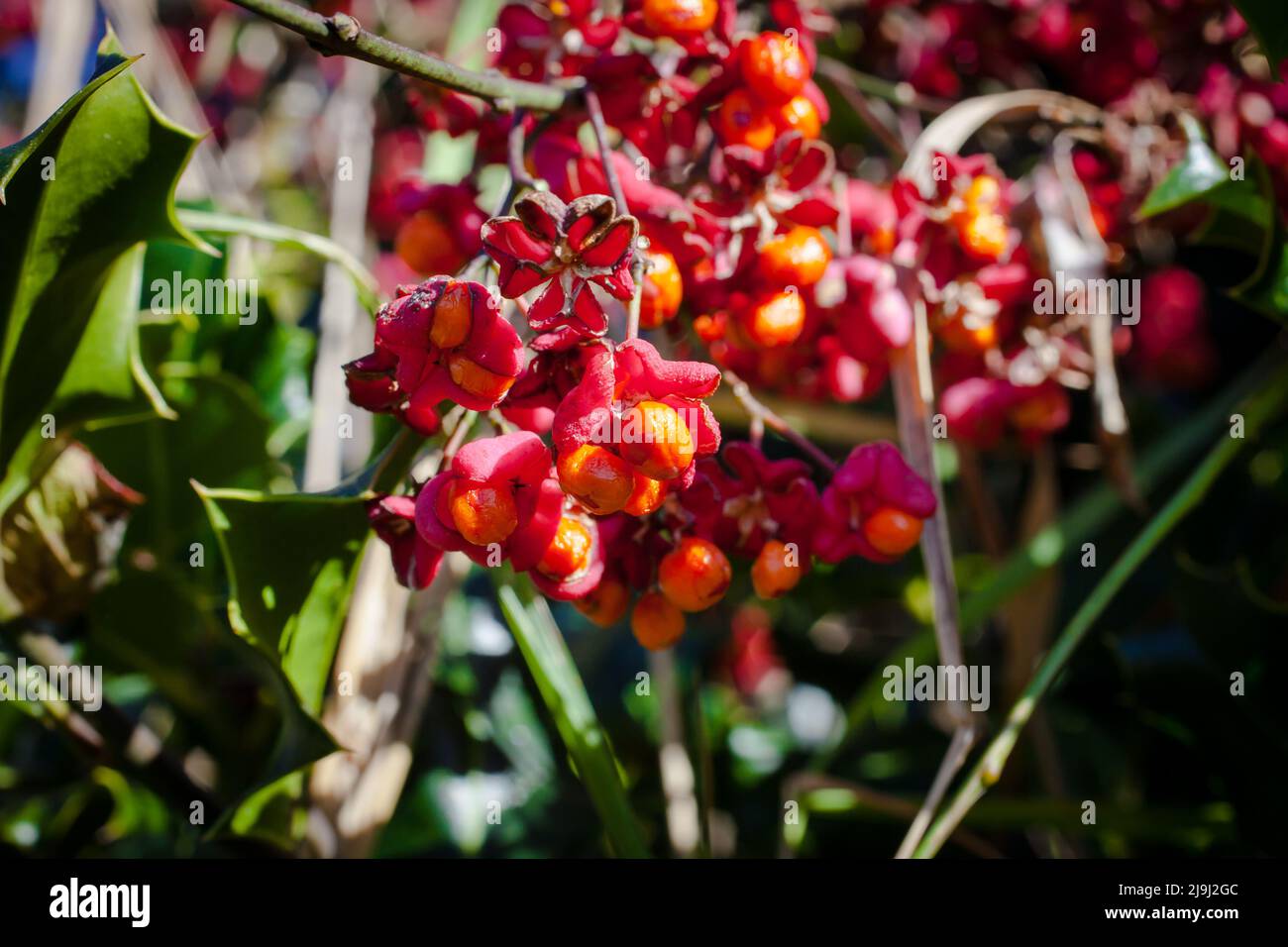 Spindle Tree (Euonymus europaeus) with it's vibrant pink flowers and ...