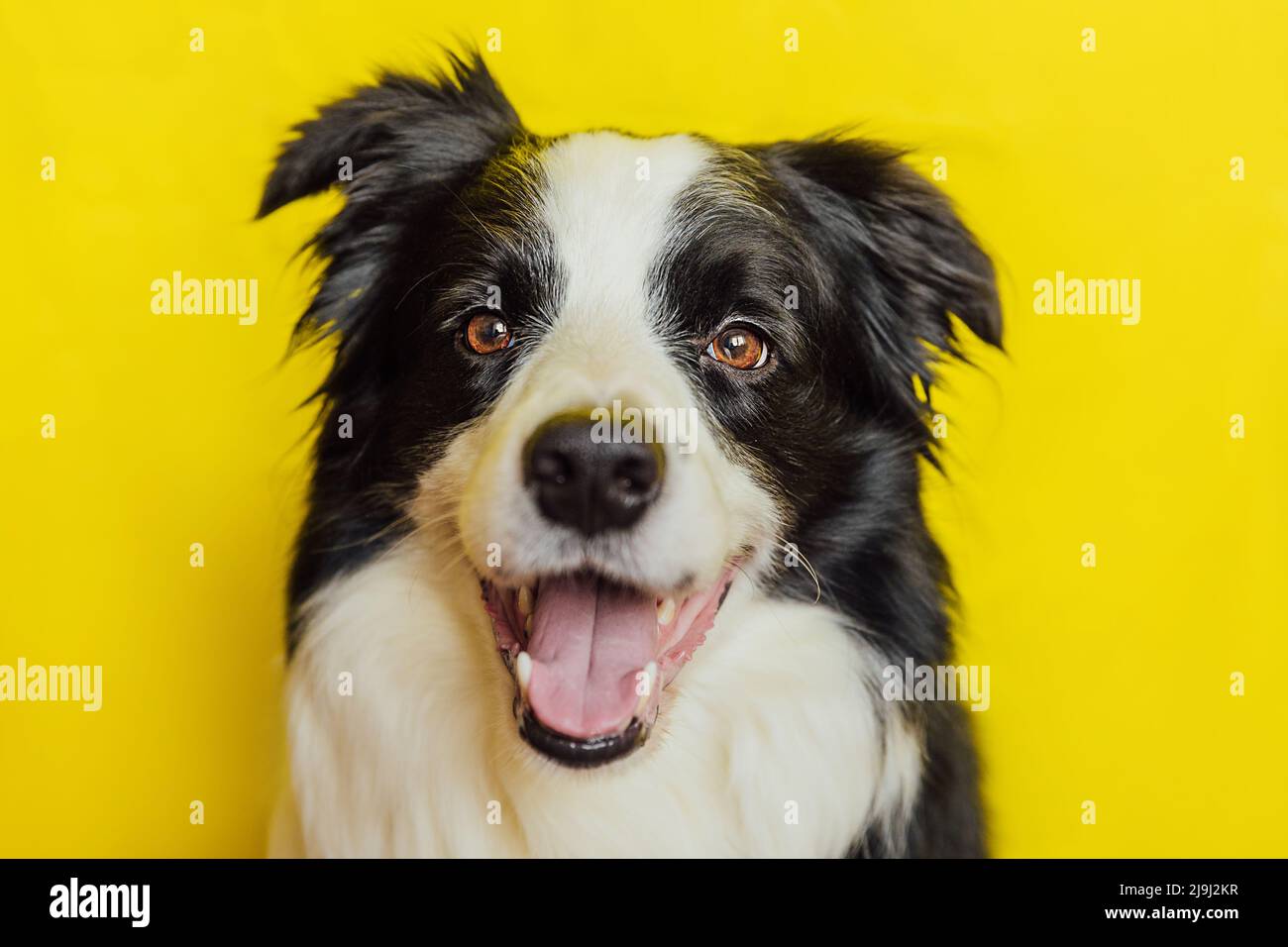 Cute puppy dog border collie with funny face isolated on yellow ...
