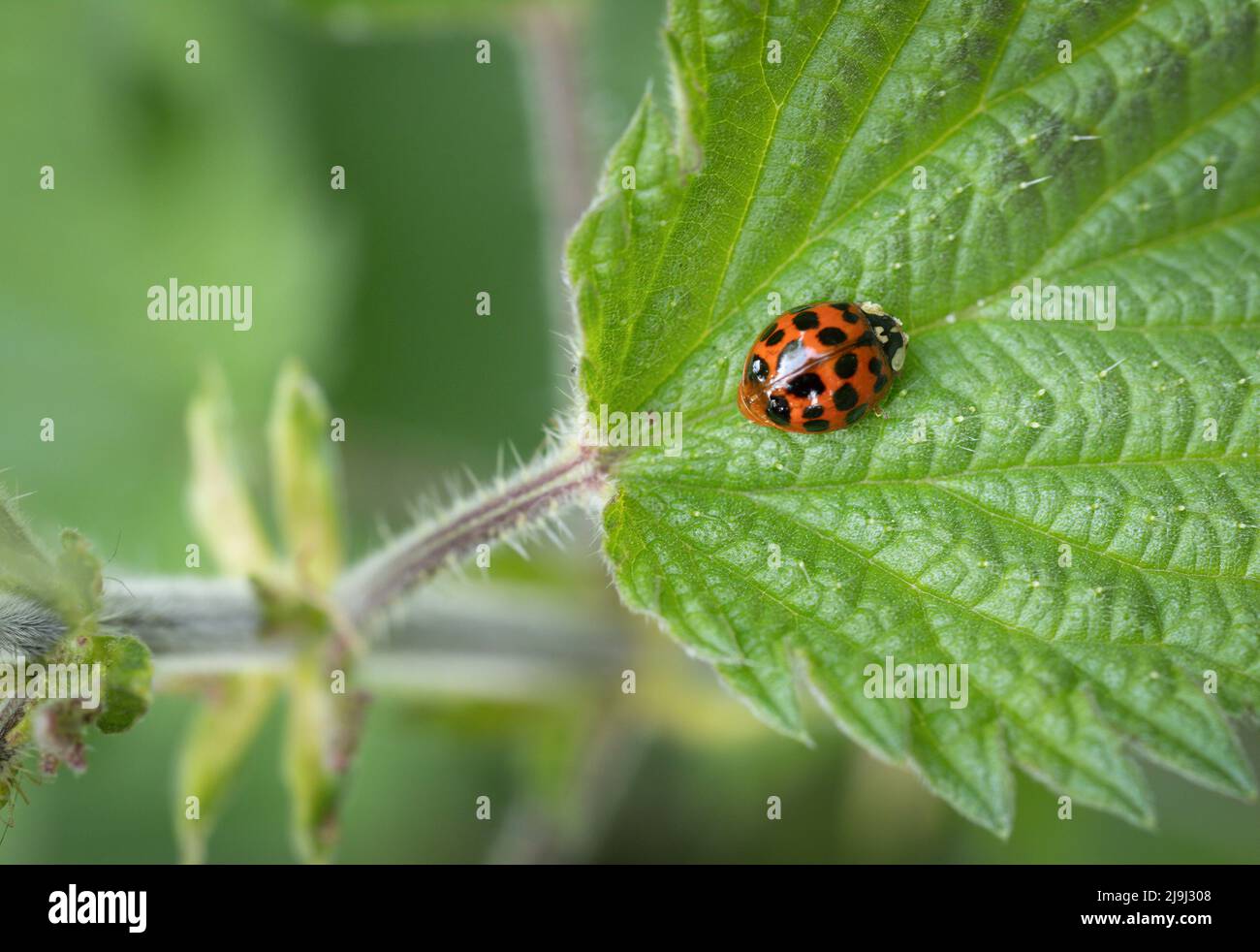 Harlequin ladybird, Harmonia axyridis. Non-native invasive bug Stock ...