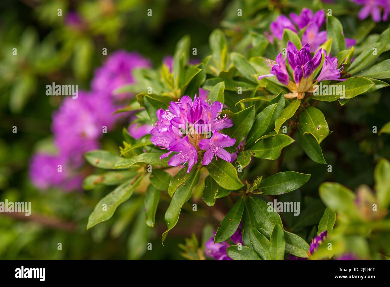 blooming purple buds of rhododendron in the spring garden Stock Photo ...