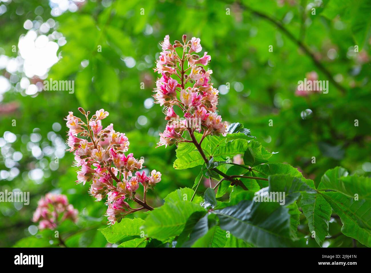 Red-colored inflorescences of a tree called chestnut. Pink flowering ...