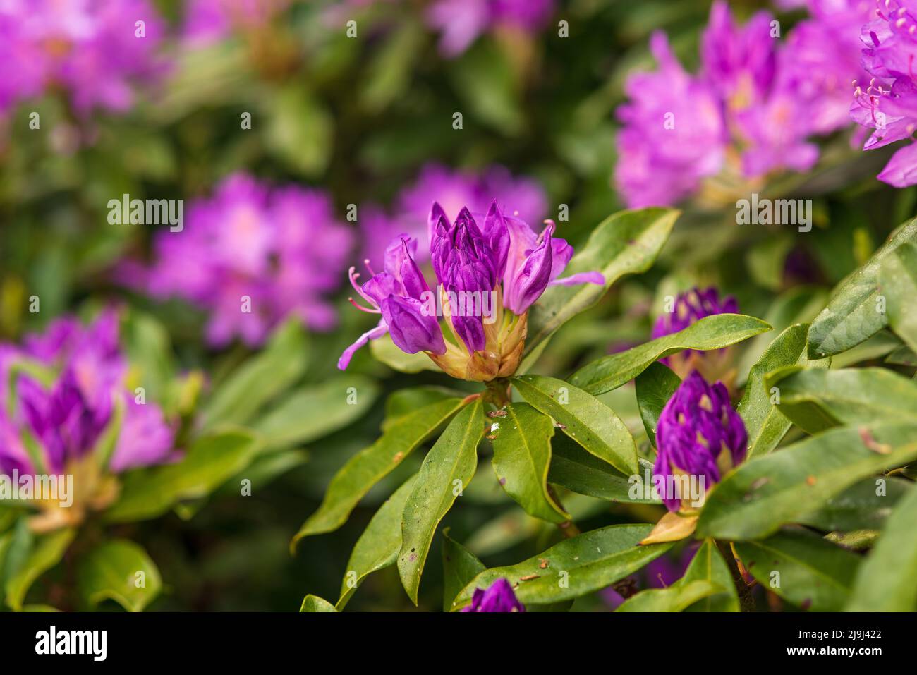 blooming purple buds of rhododendron in the spring garden Stock Photo ...