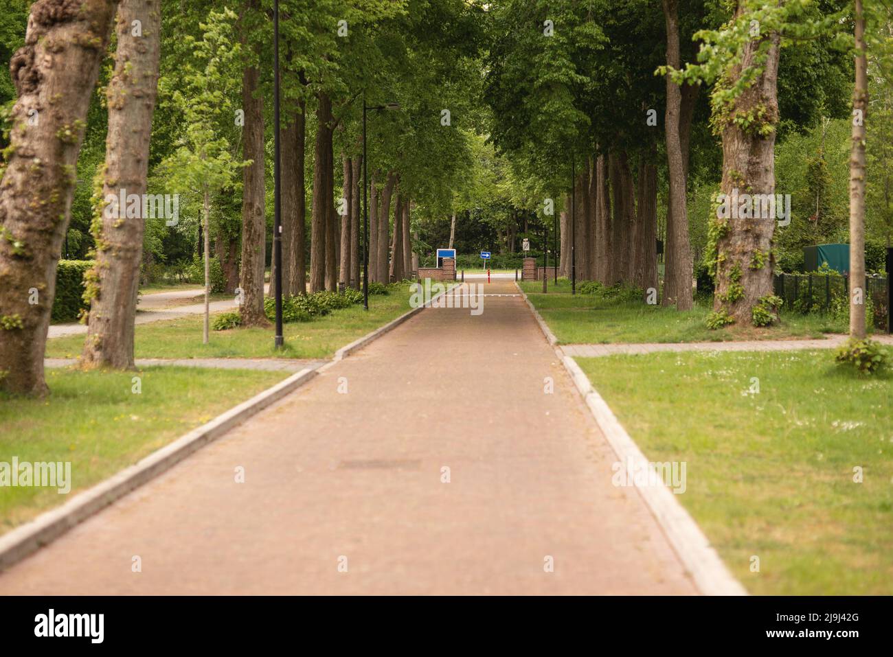 Pathway trees in park branch hi-res stock photography and images - Alamy