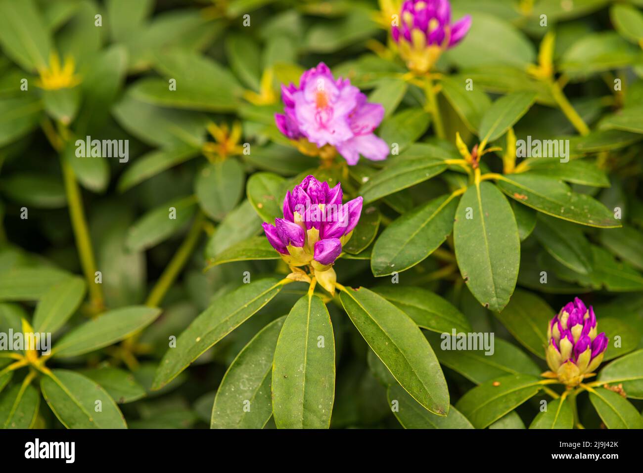 blooming purple buds of rhododendron in the spring garden Stock Photo ...