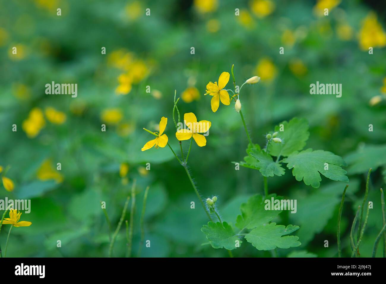 Greater Celandine, yellow wild flowers, close up. Chelidonium majus is ...