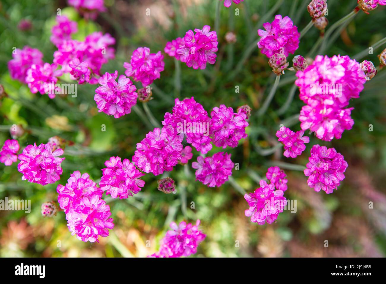 Small purple flowers with green leaves. internet springtime banner ...