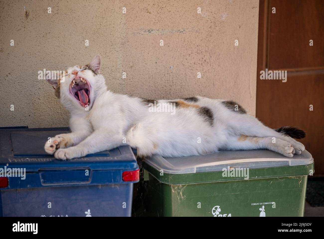 A cat yawning on a couple of trash bins, Comacchio (FE), Italy Stock ...