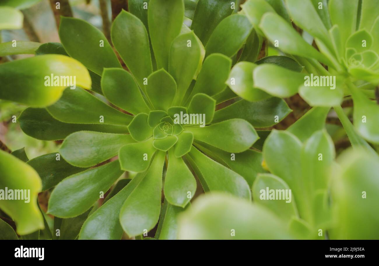 Succulent Echeveria Perle. Crassulaceae cactus background. Evergreen ...