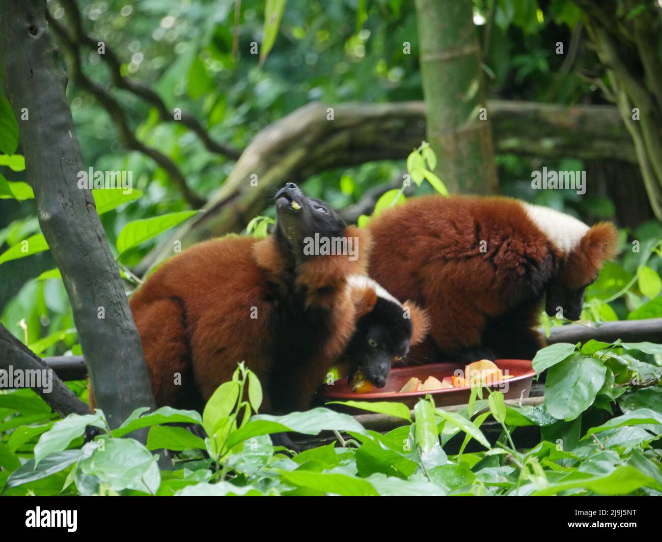 Red ruffed lemur : The red ruffed lemur (Varecia rubra) is one of two ...