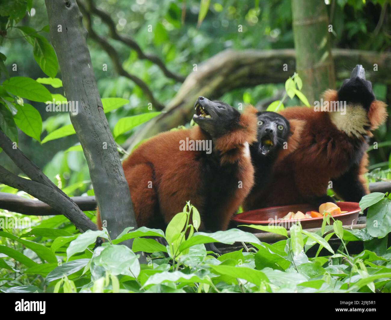 Madagascar varecia rubra hi-res stock photography and images - Alamy
