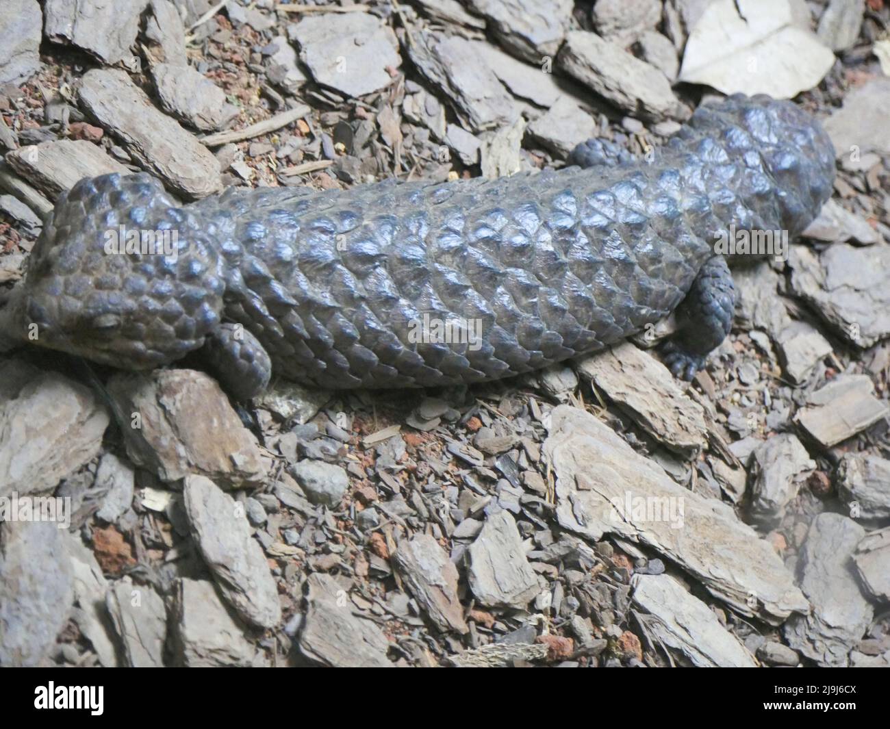 Shingleback Skink Lizard : Tiliqua rugosa, most commonly known as the ...