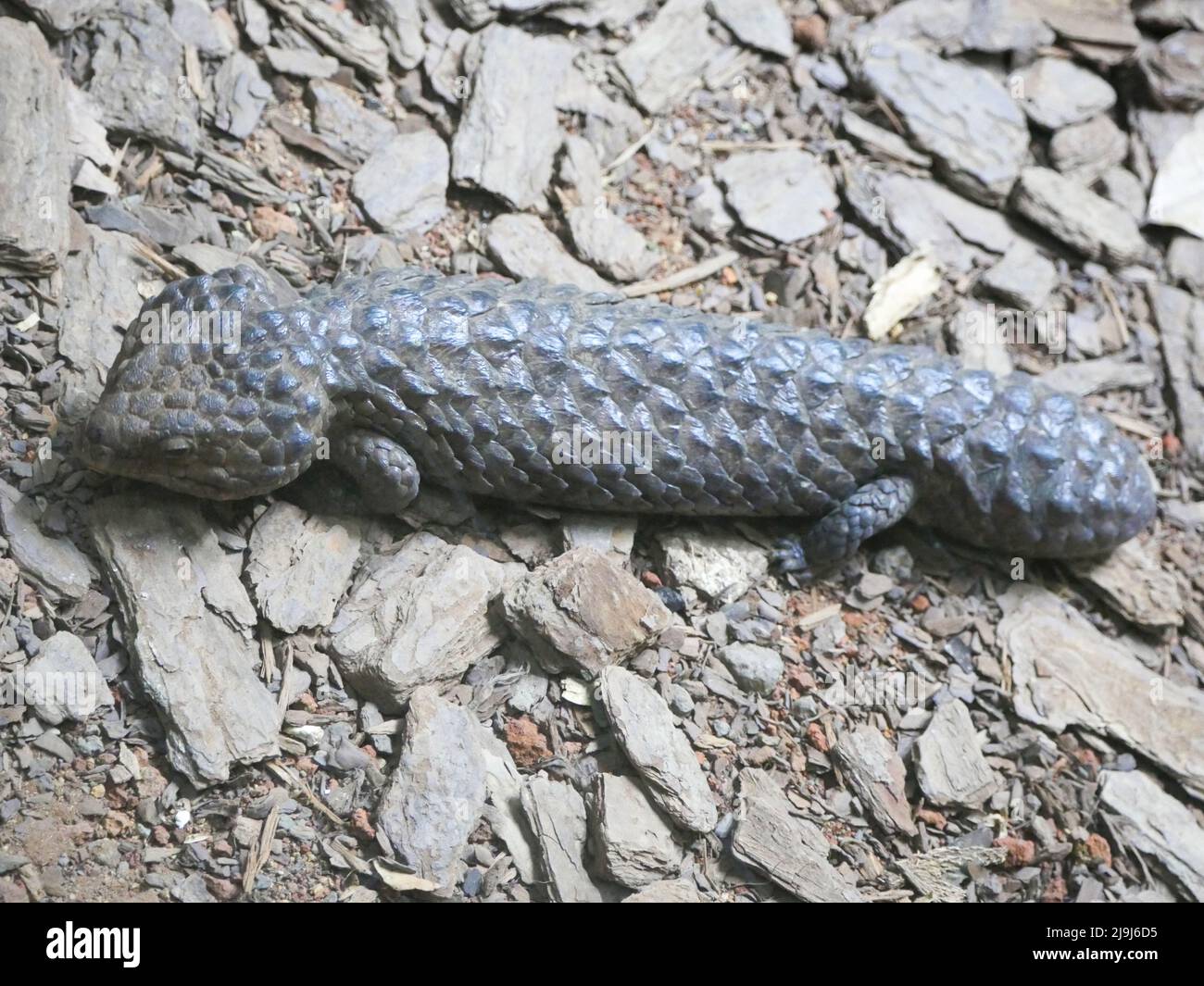 Shingleback skink lizard hi-res stock photography and images - Alamy