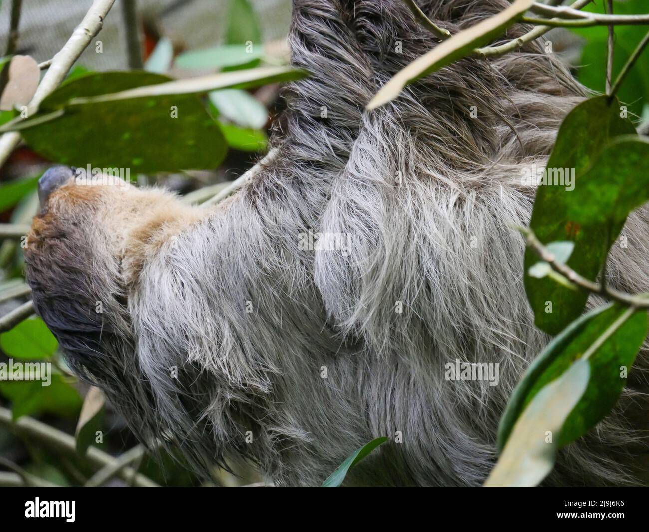 Sloth animal hi-res stock photography and images - Alamy
