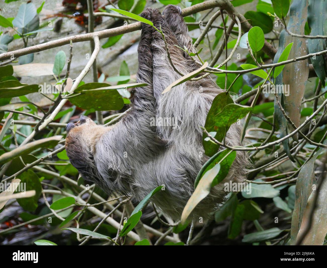 Sloth Animal hanging on Tree. Sloths are a group of arboreal ...