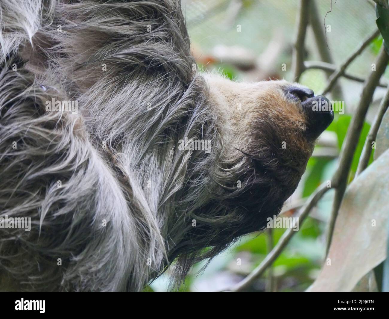 Sloth Animal hanging on Tree. Sloths are a group of arboreal ...