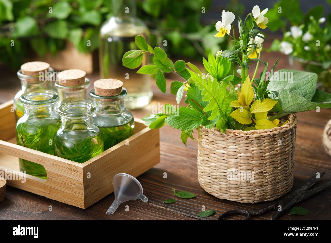 Bottles of essential oil or infusion of medicinal herbs and basket of ...