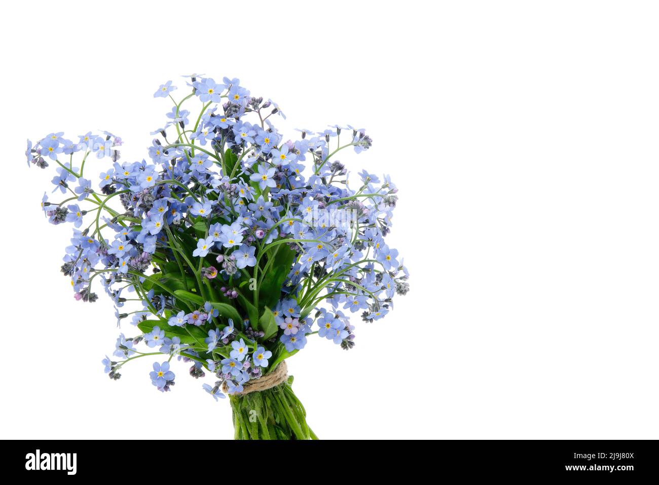 Bouquet of wild forget me not flowers. Bunch of blossom forget-me-not ...