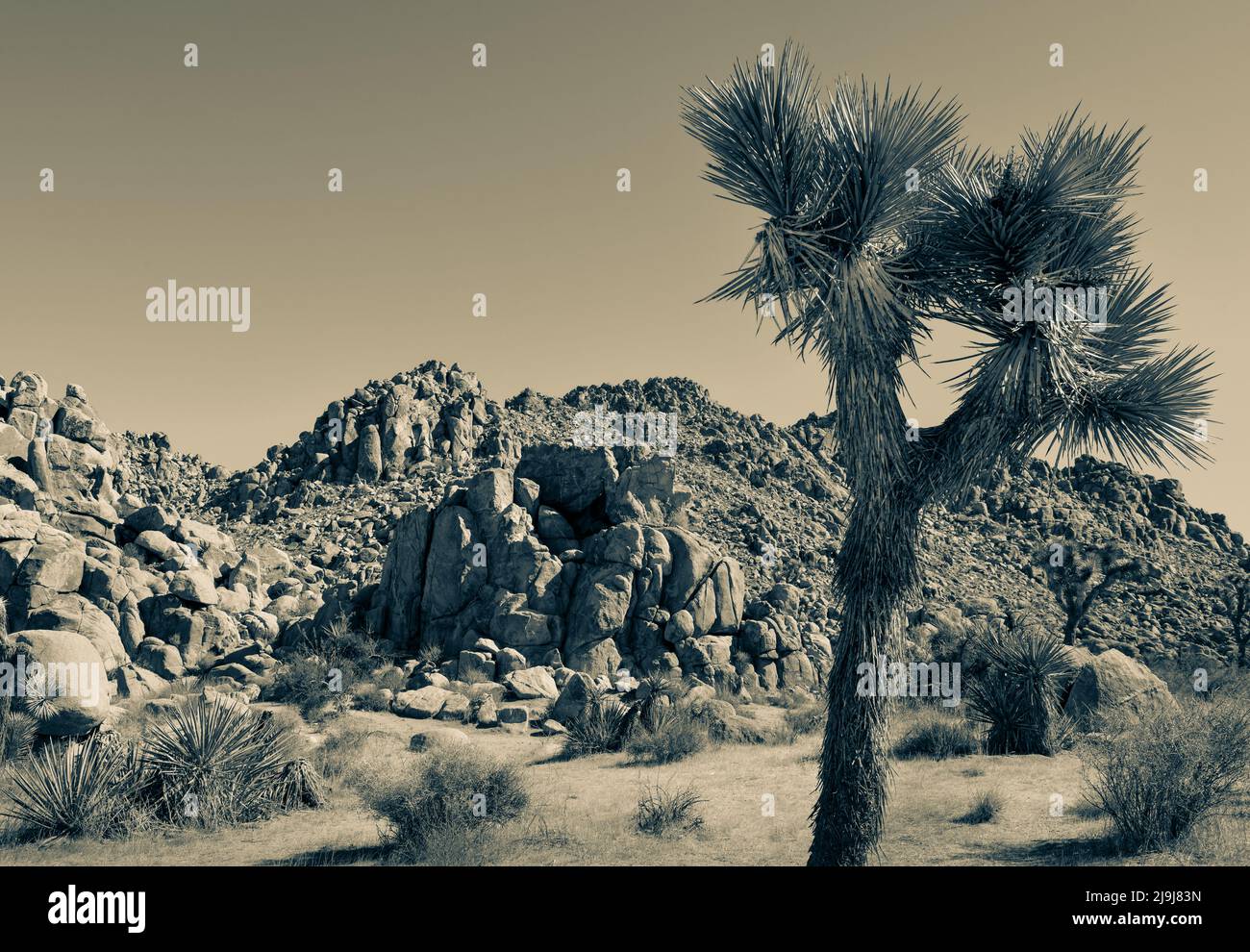 The unique Joshua tree with it's bearded- trunk and spiky leaves in the ...