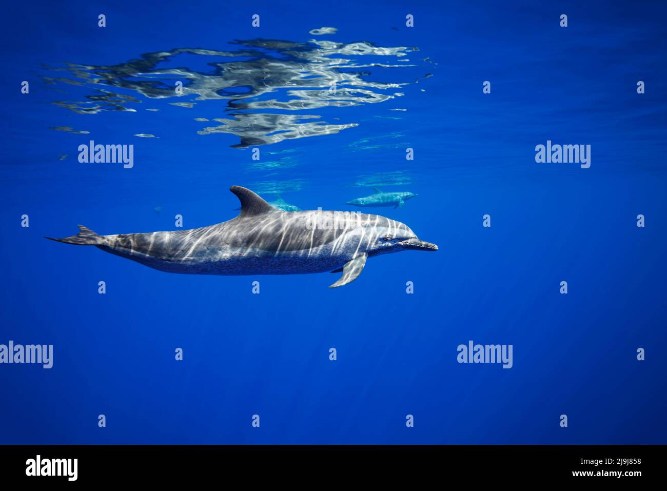 Pantropical spotted dolphins, Stenella attenuata, in open ocean, Hawaii ...