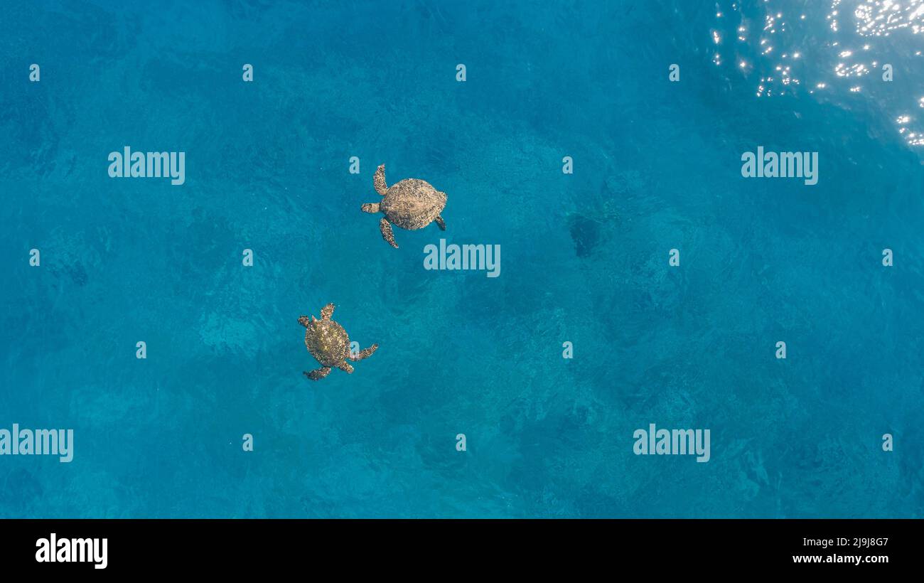 An aerial view of two green sea turtles, Chelonia mydas, an endangered ...