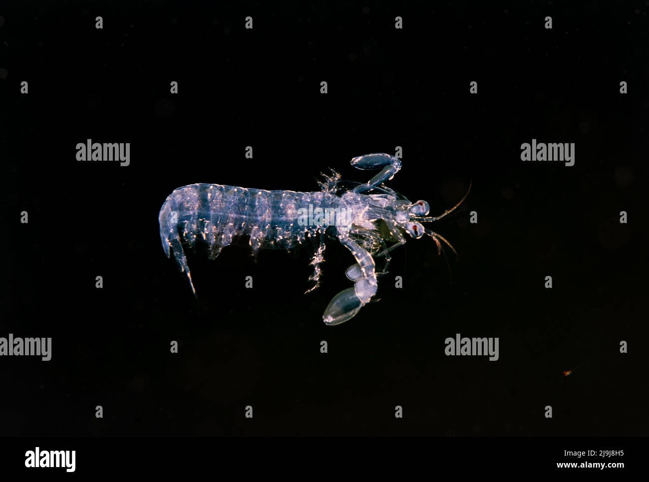 This is the larval stage of a shortnose mantis shrimp, Odontodactylus ...