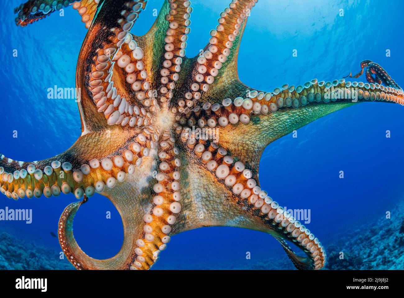 The day octopus, Octopus cyanea, is also known as the big blue octopus ...